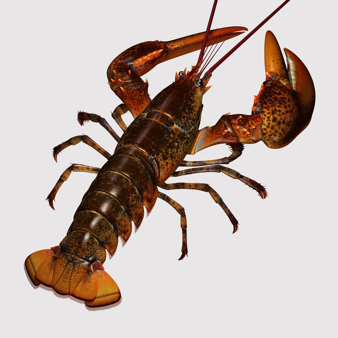3d model lobster