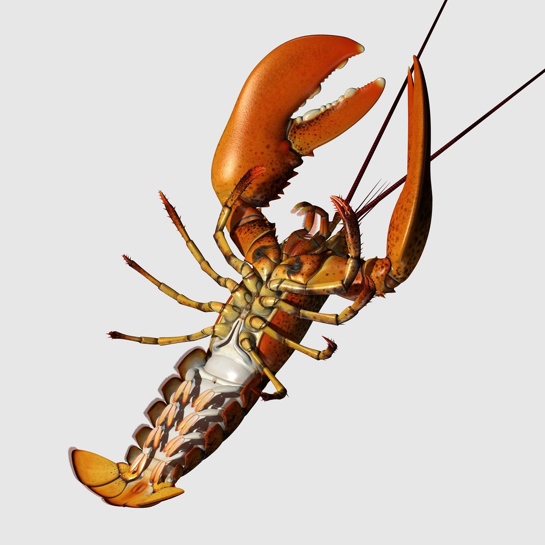 3d model lobster