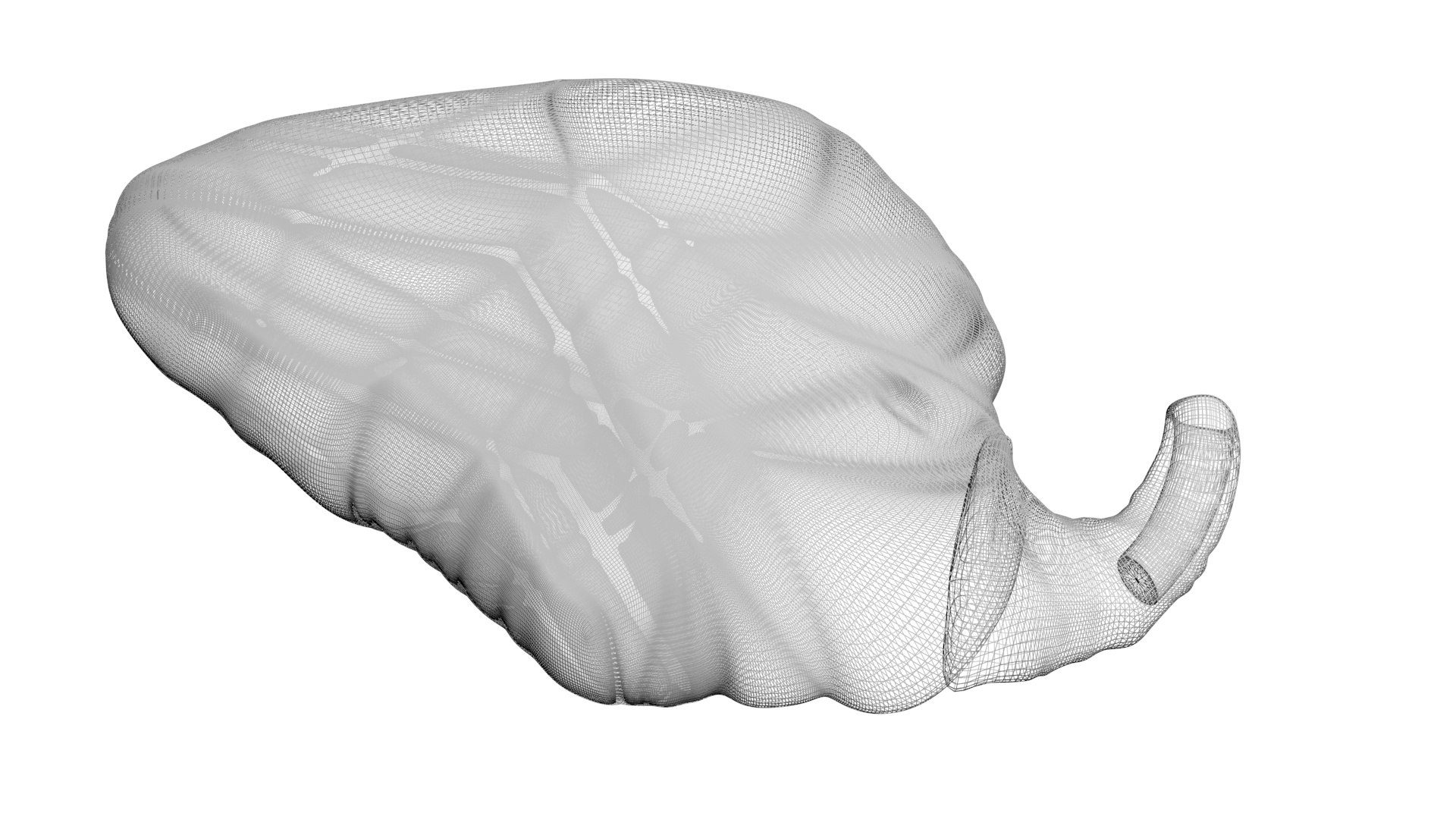 Chicken Heart Model - TurboSquid 2242921