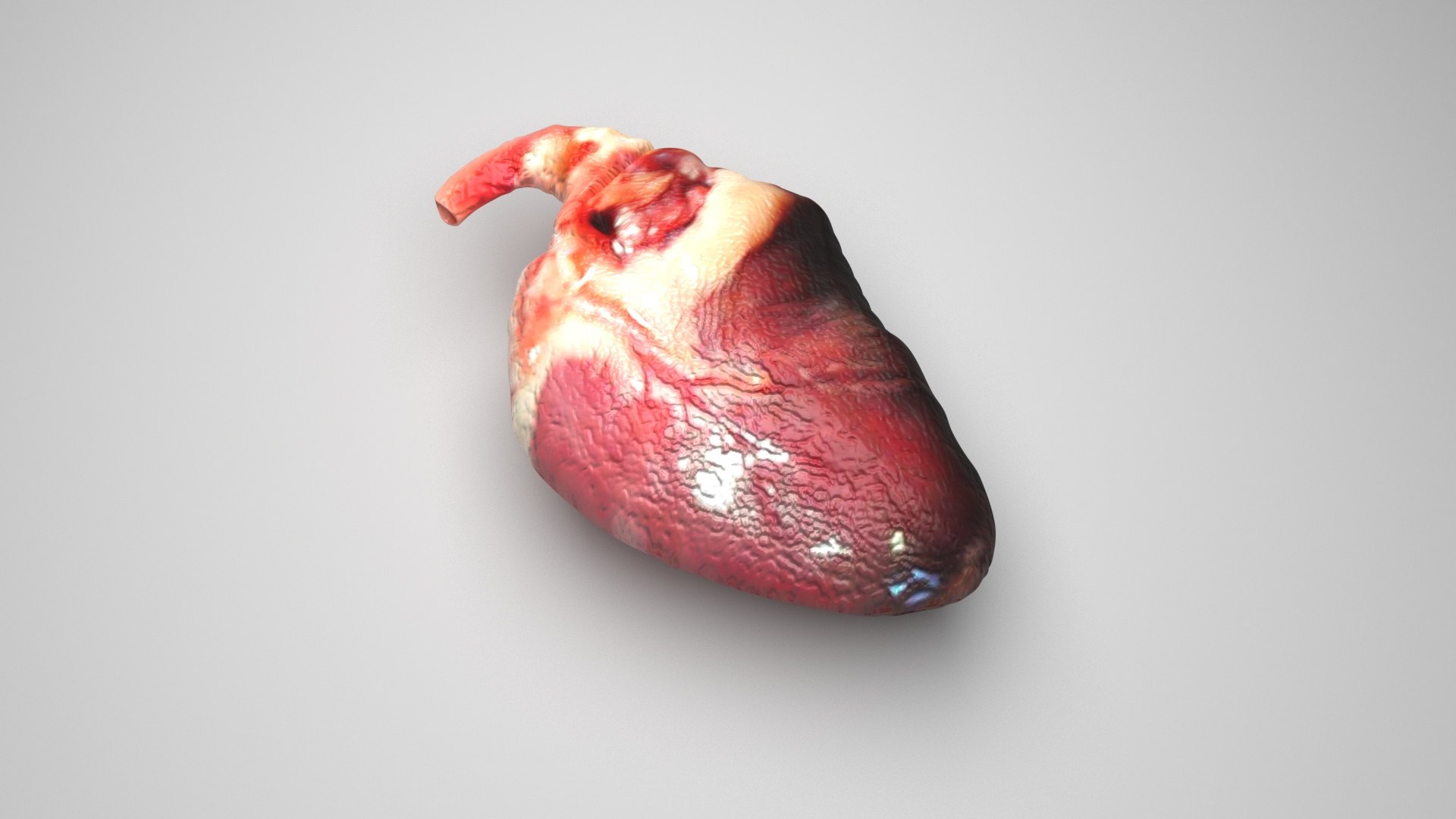 Chicken Heart Model - TurboSquid 2242921
