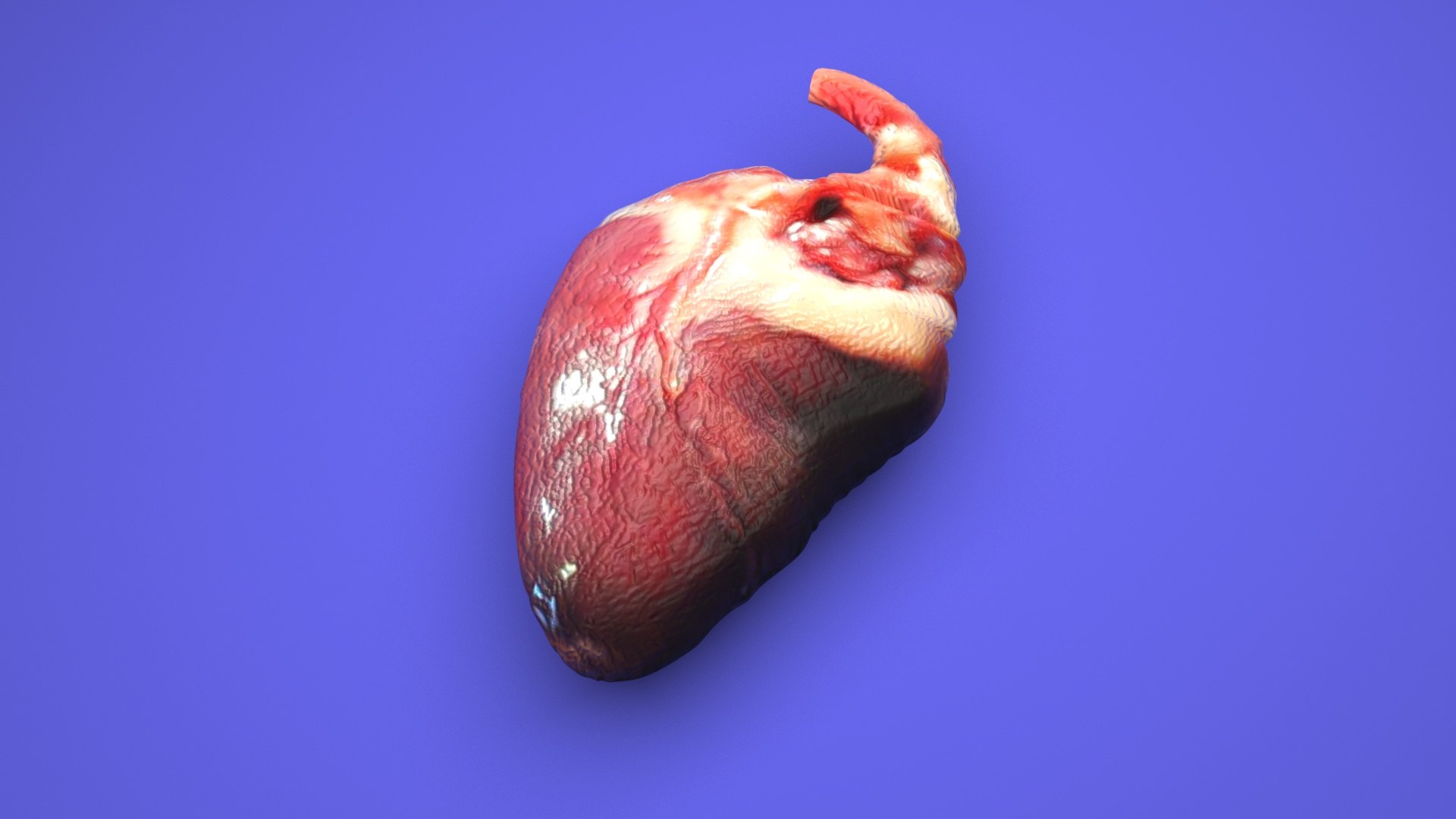 Chicken Heart Model - TurboSquid 2242921