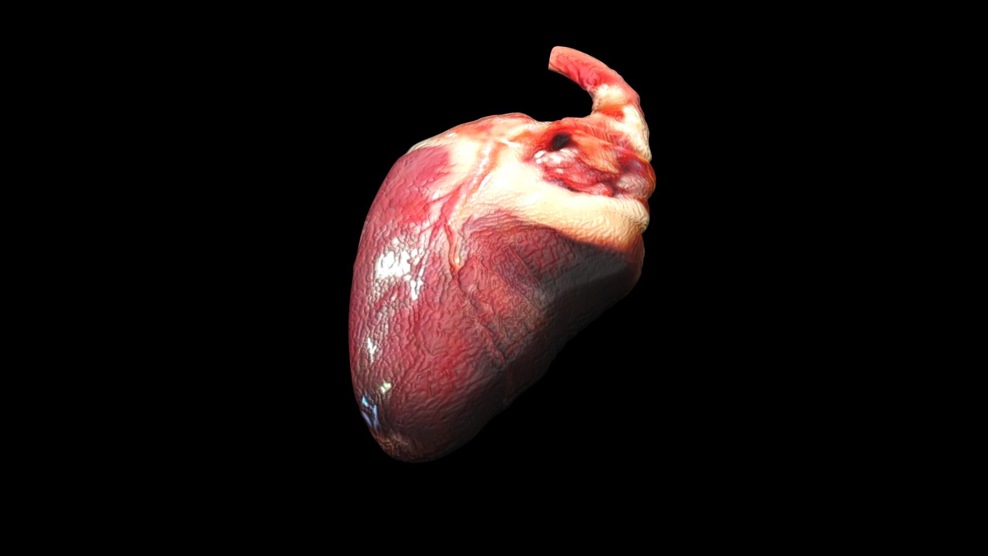 Chicken Heart Model - TurboSquid 2242921
