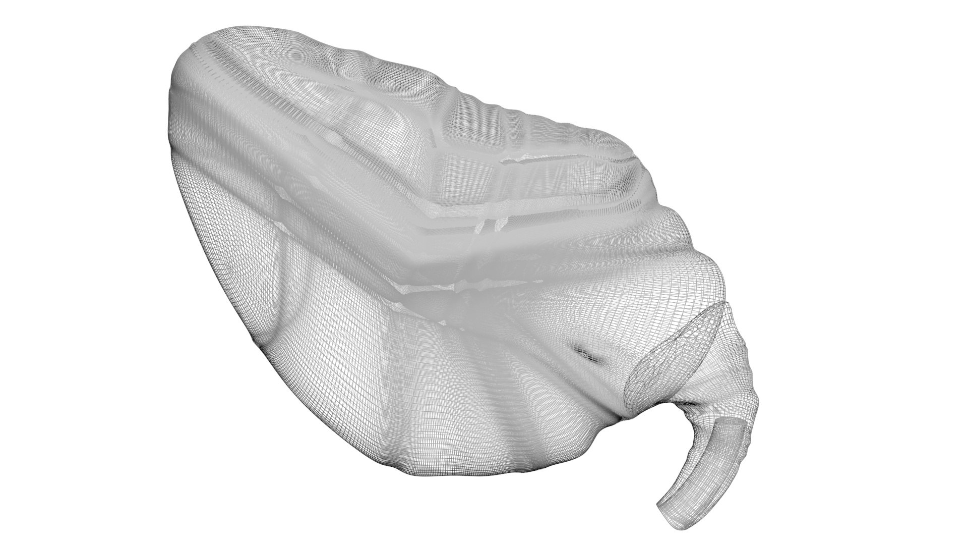 Chicken Heart Model - TurboSquid 2242921