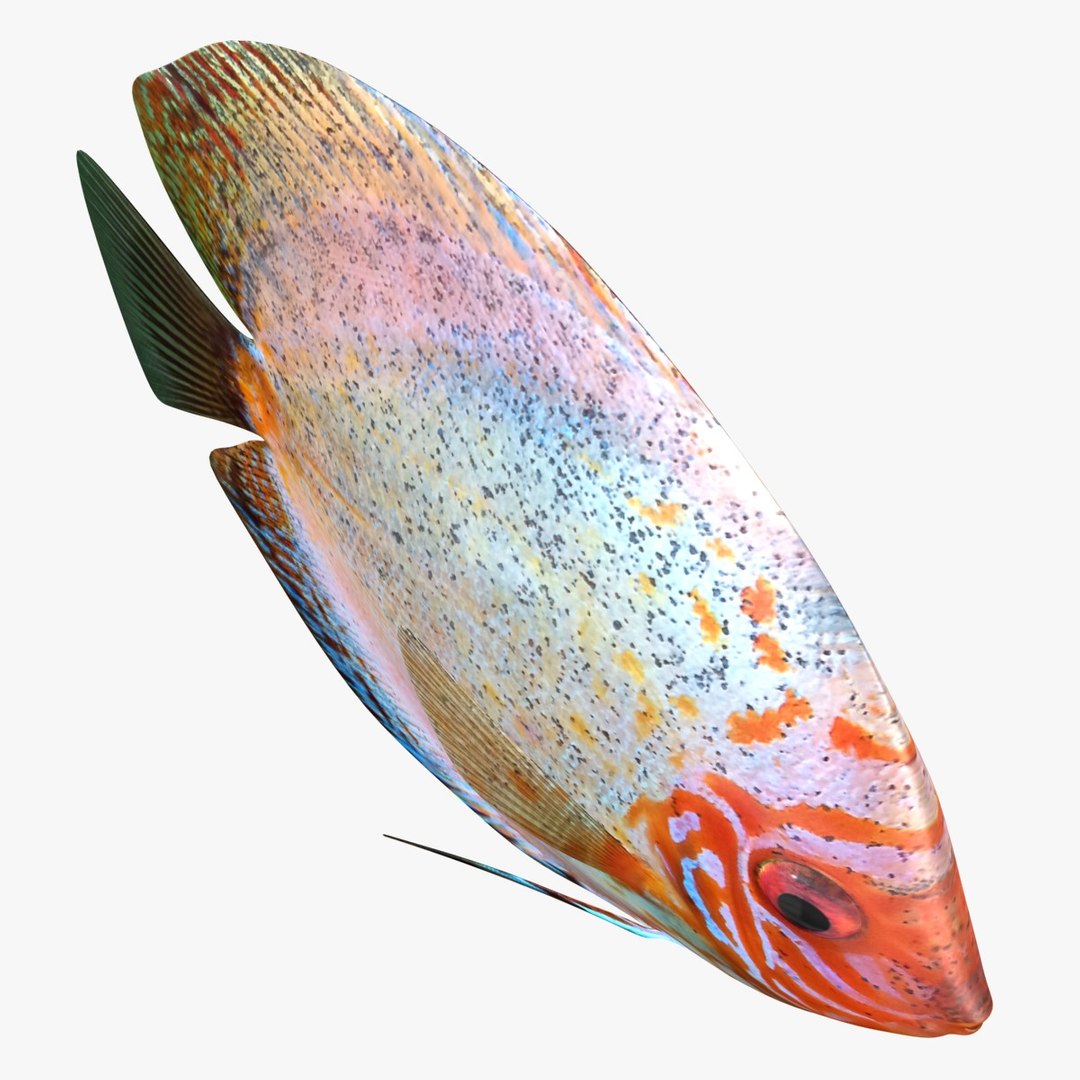 3ds Discus Fish