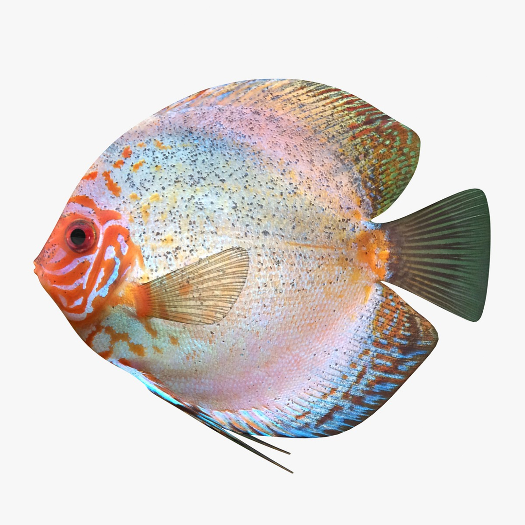 3ds Discus Fish