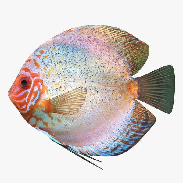 Discus Fish 3D Models for Download | TurboSquid