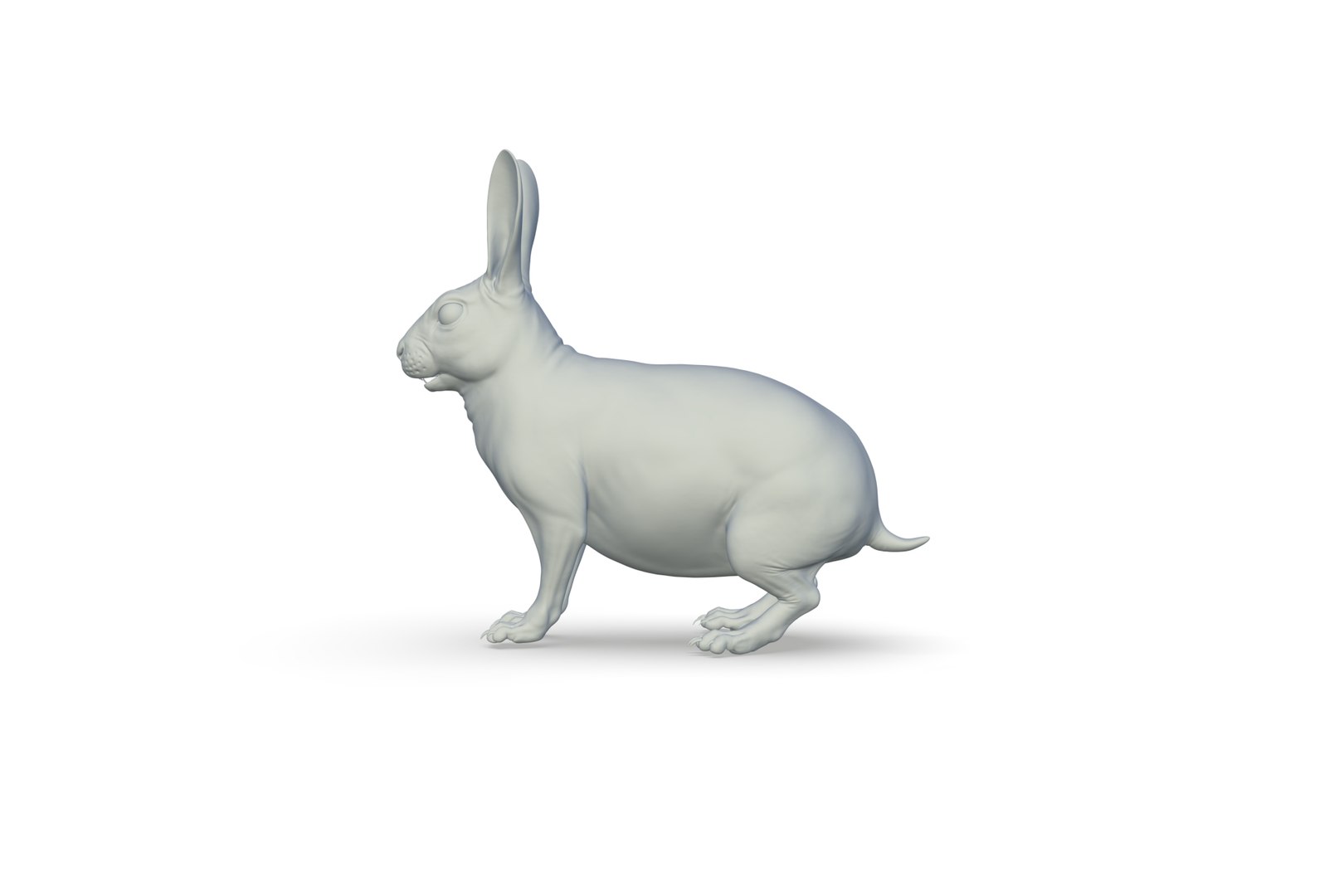Rabbit Model - TurboSquid 2213508