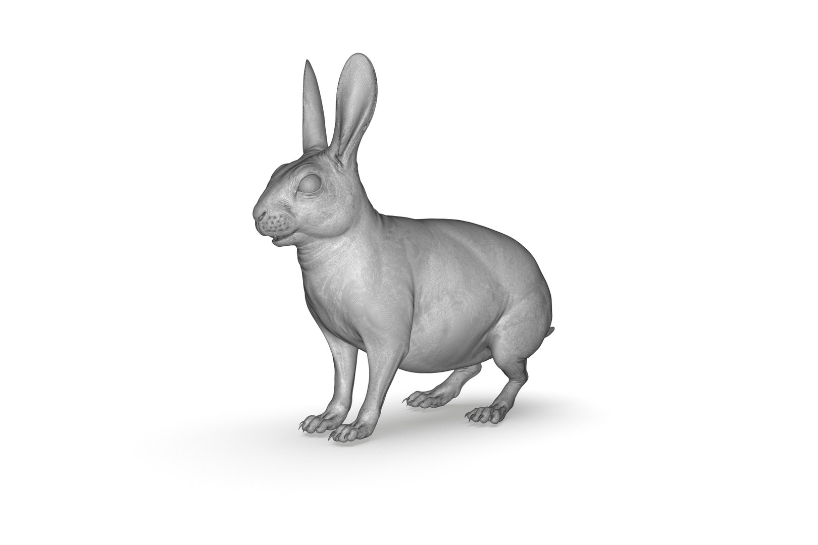 Rabbit Model - TurboSquid 2213508