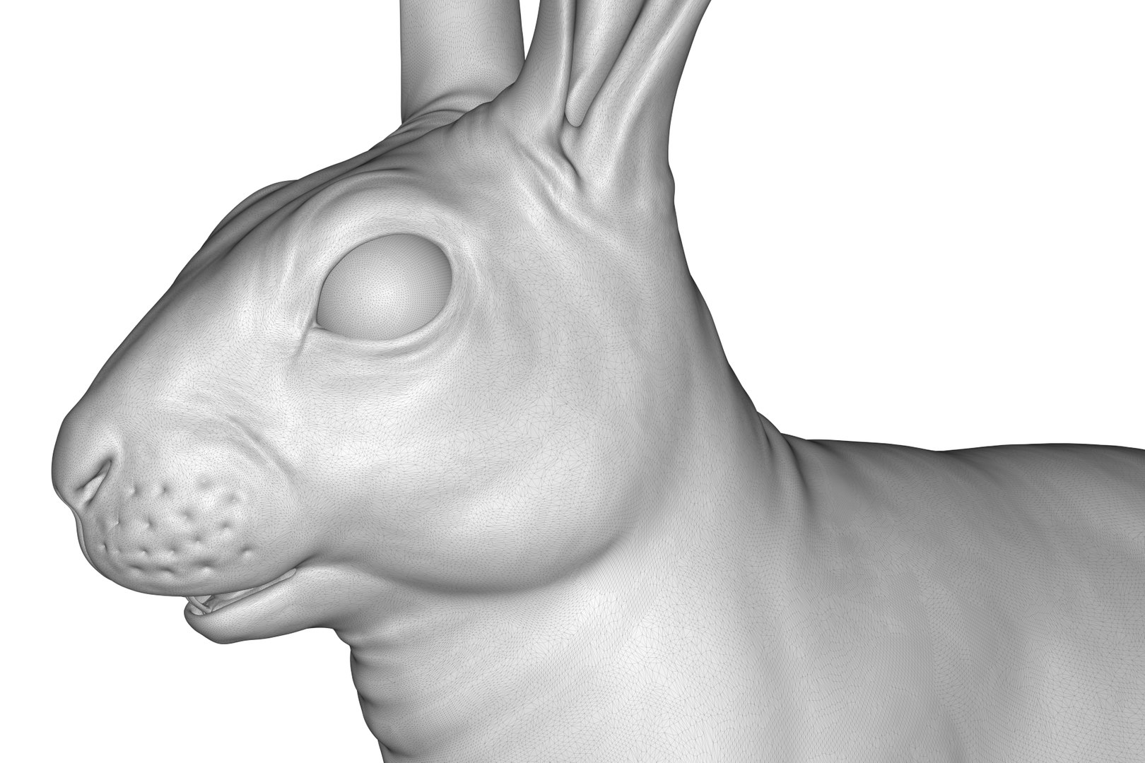 Rabbit Model - TurboSquid 2213508