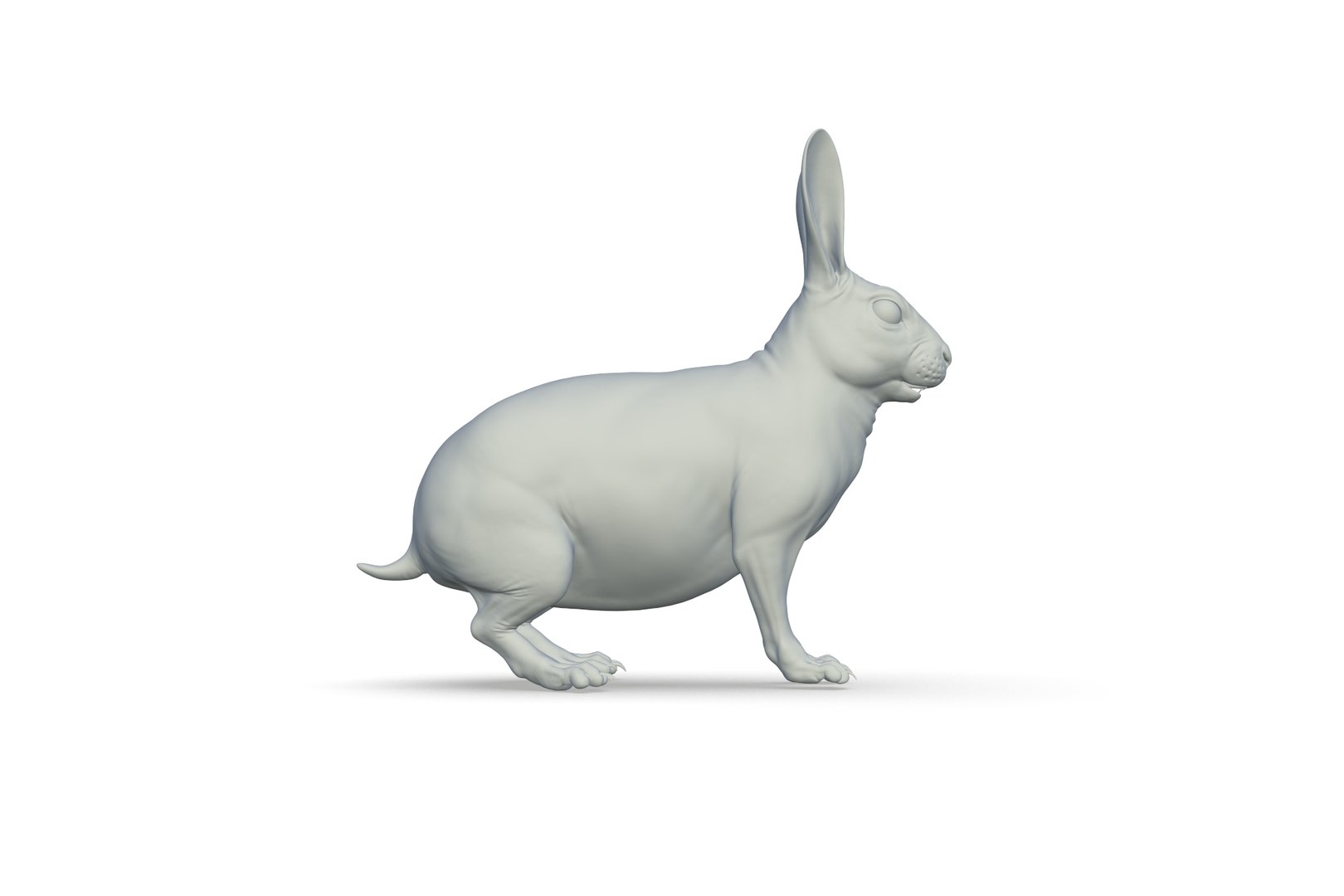 Rabbit Model - TurboSquid 2213508