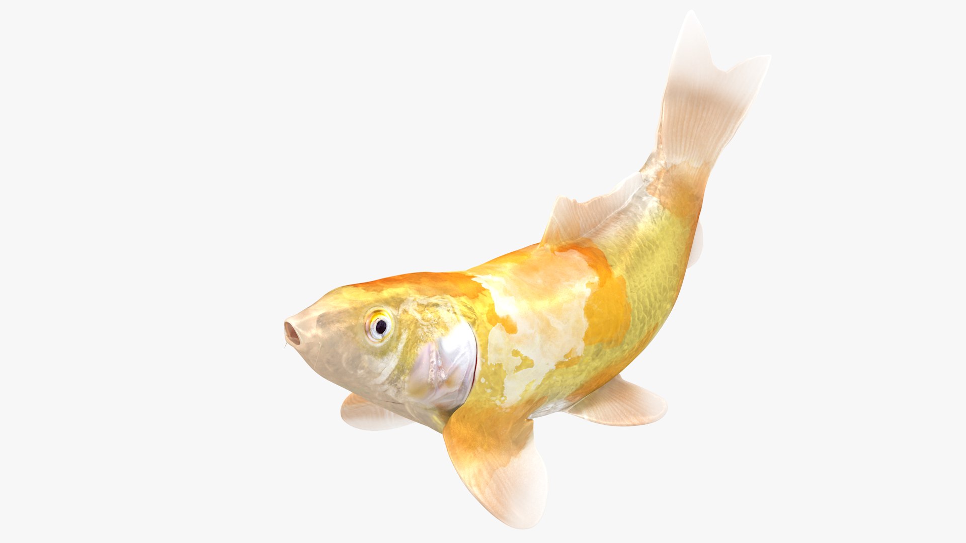 3D Japanese Carp Fish Rigged L1820 Model - TurboSquid 1966006