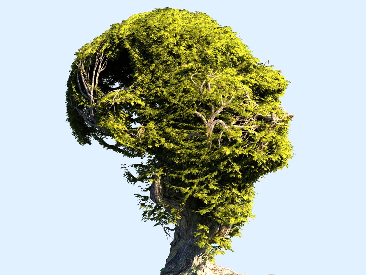 Tree Head Hd 3D Model - TurboSquid 1287351
