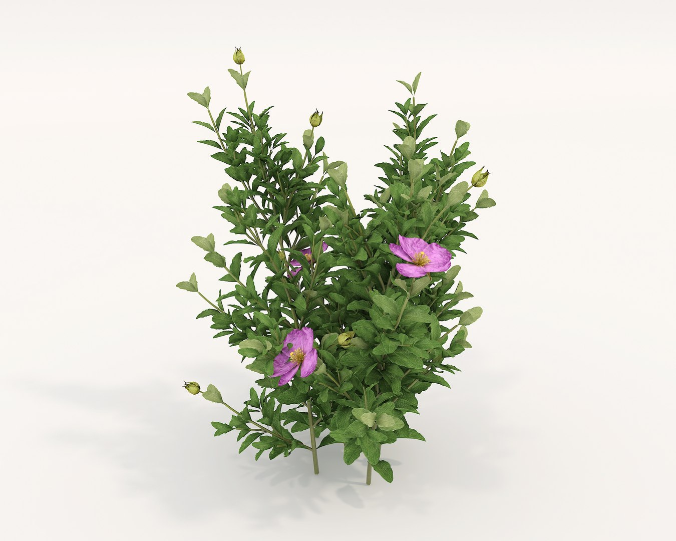 3D Realistic Shrub Bush Set 6 model - TurboSquid 2061662