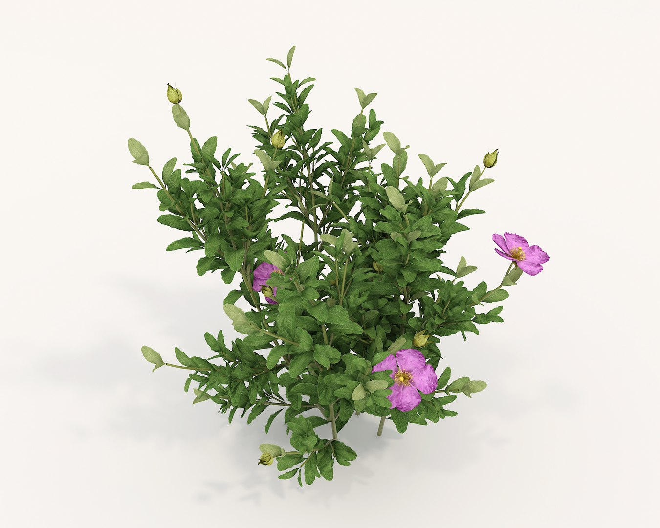 3D Realistic Shrub Bush Set 6 model - TurboSquid 2061662