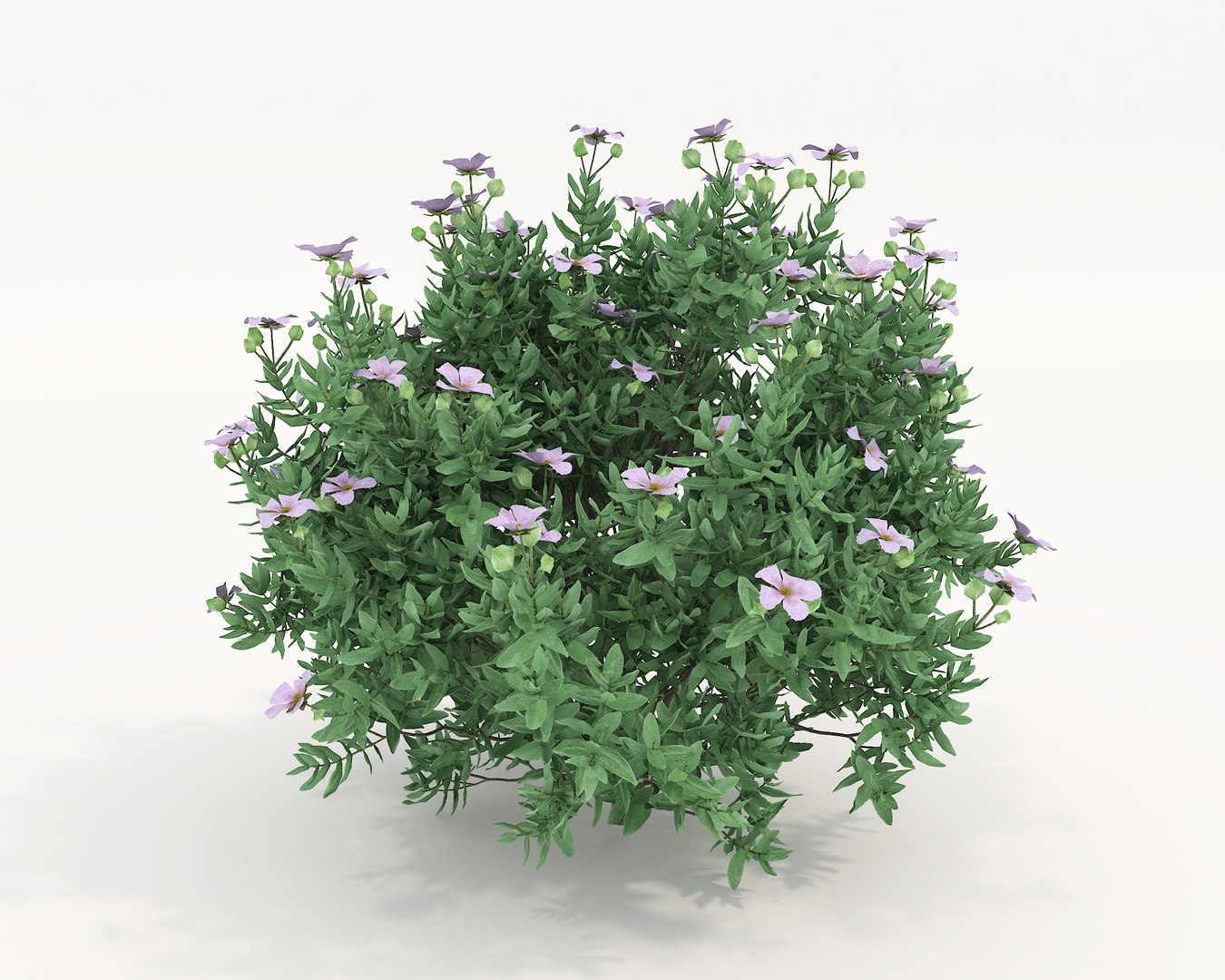 3D Realistic Shrub Bush Set 6 model - TurboSquid 2061662