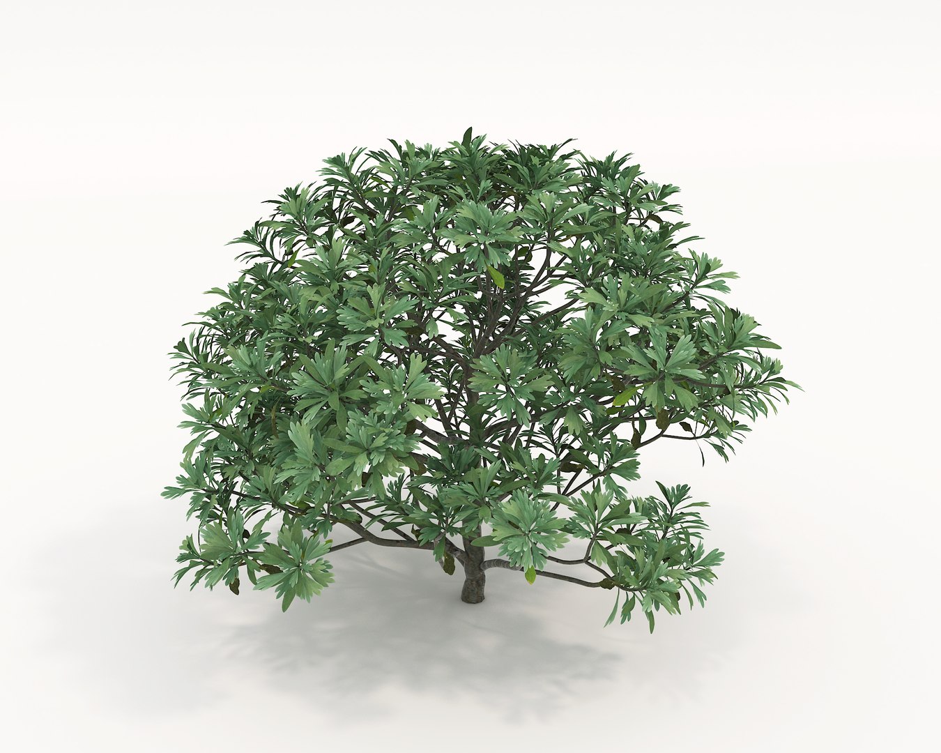 3D Realistic Shrub Bush Set 6 model - TurboSquid 2061662