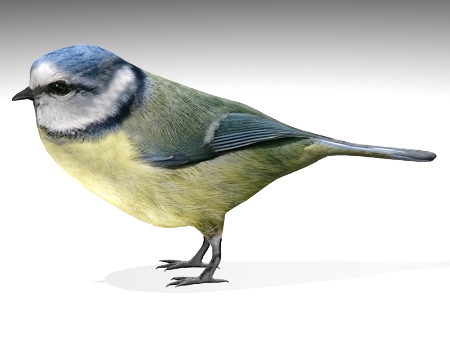 3d Pigeon Nightingale Robin Sparrow