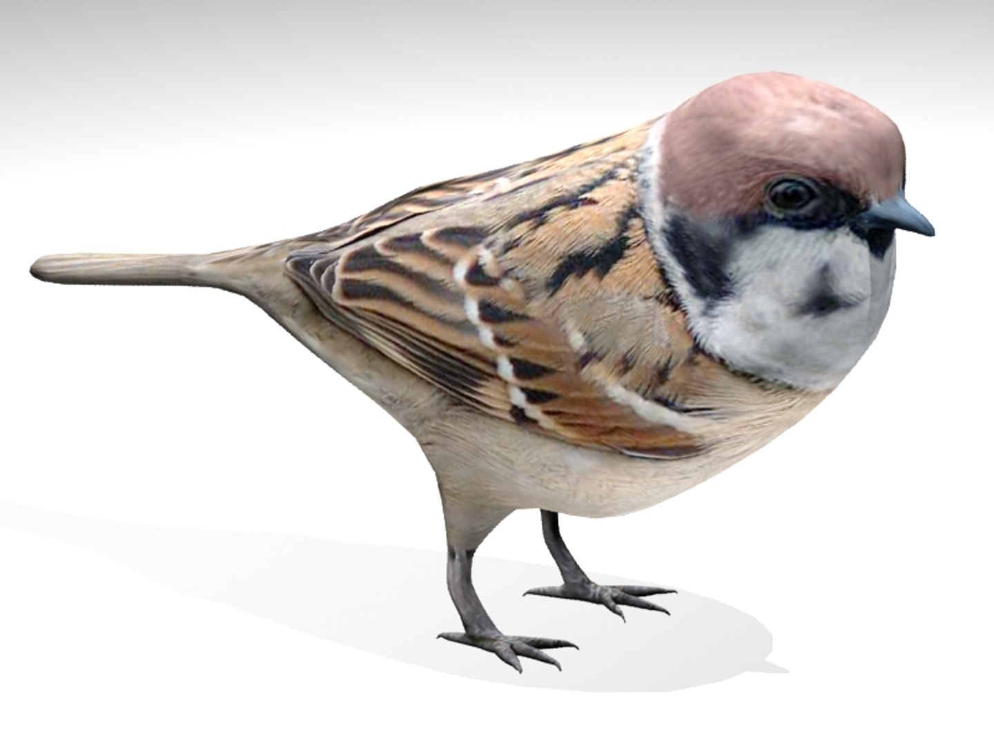 3d Pigeon Nightingale Robin Sparrow