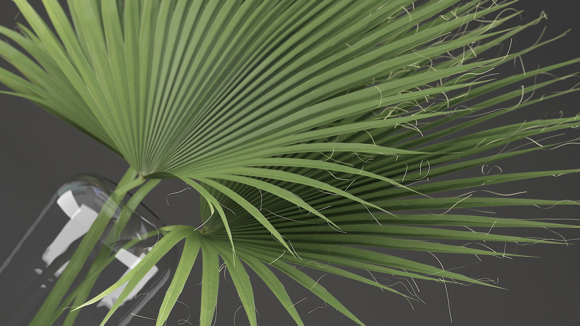 Palm Leaves 3D Model - TurboSquid 1631466