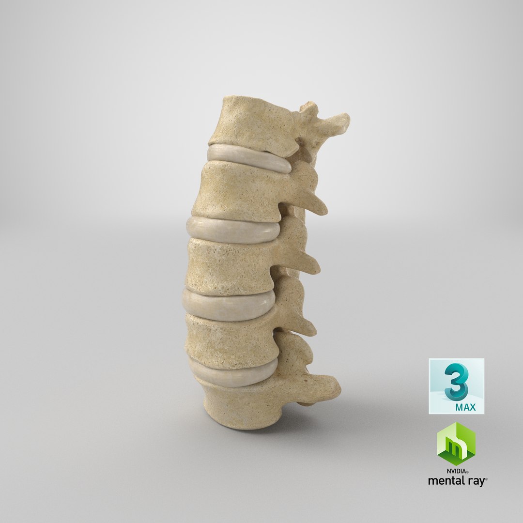 Real Human Lumbar Vertebrae Model - TurboSquid 1636744