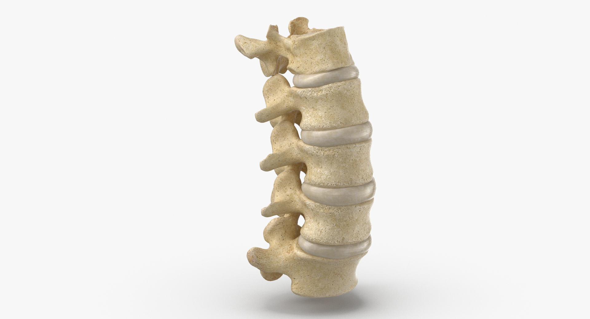 Real Human Lumbar Vertebrae Model - TurboSquid 1636744