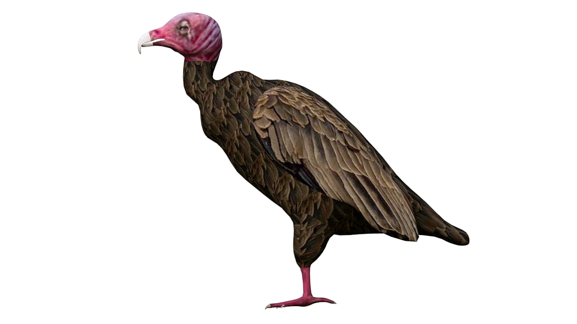 Vulture Bird Rigged 3D - TurboSquid 1653959