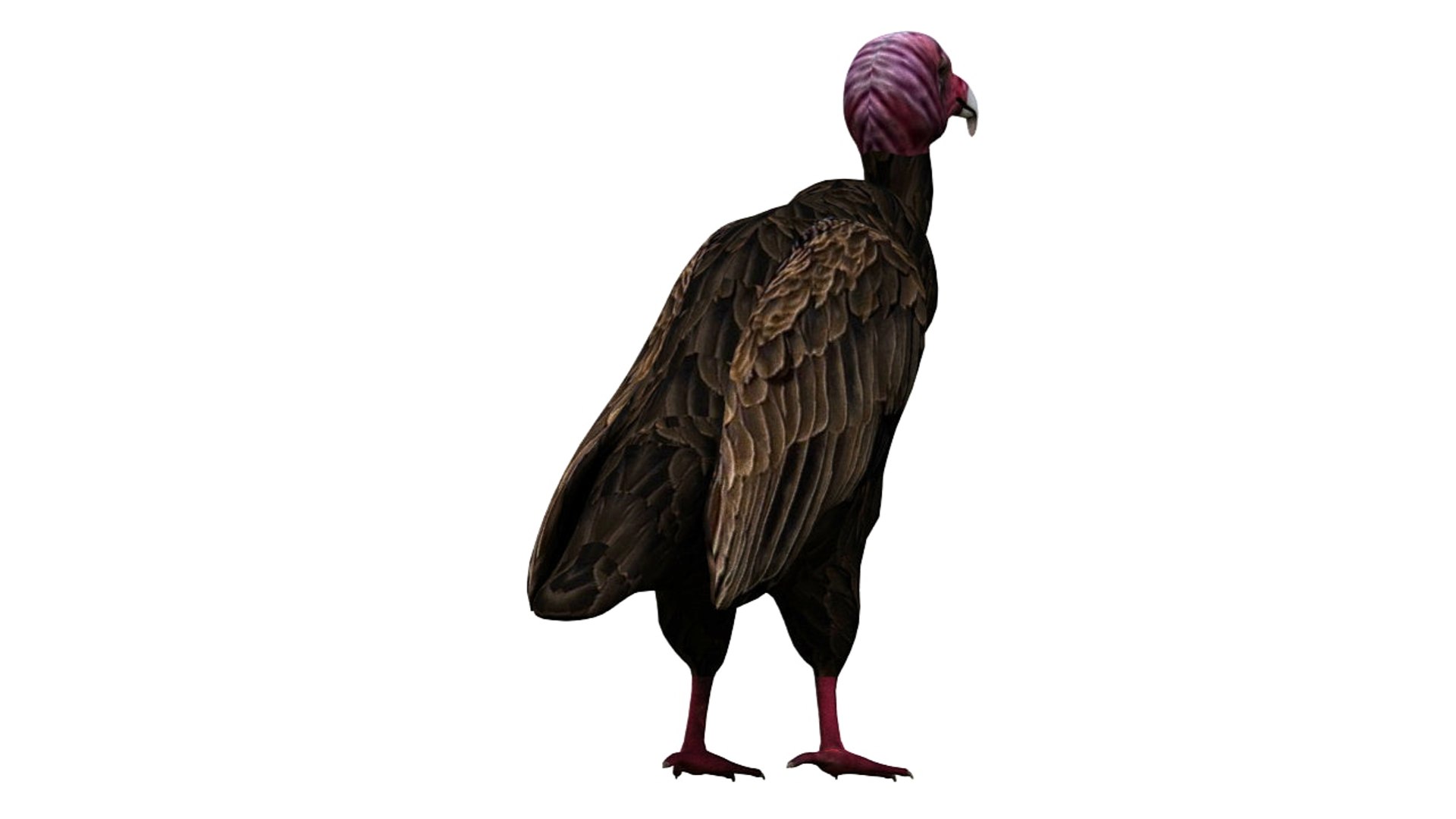 Vulture Bird Rigged 3D - TurboSquid 1653959