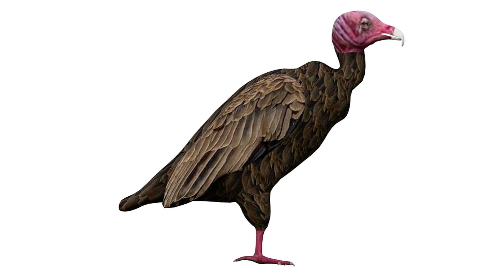 Vulture Bird Rigged 3D - TurboSquid 1653959
