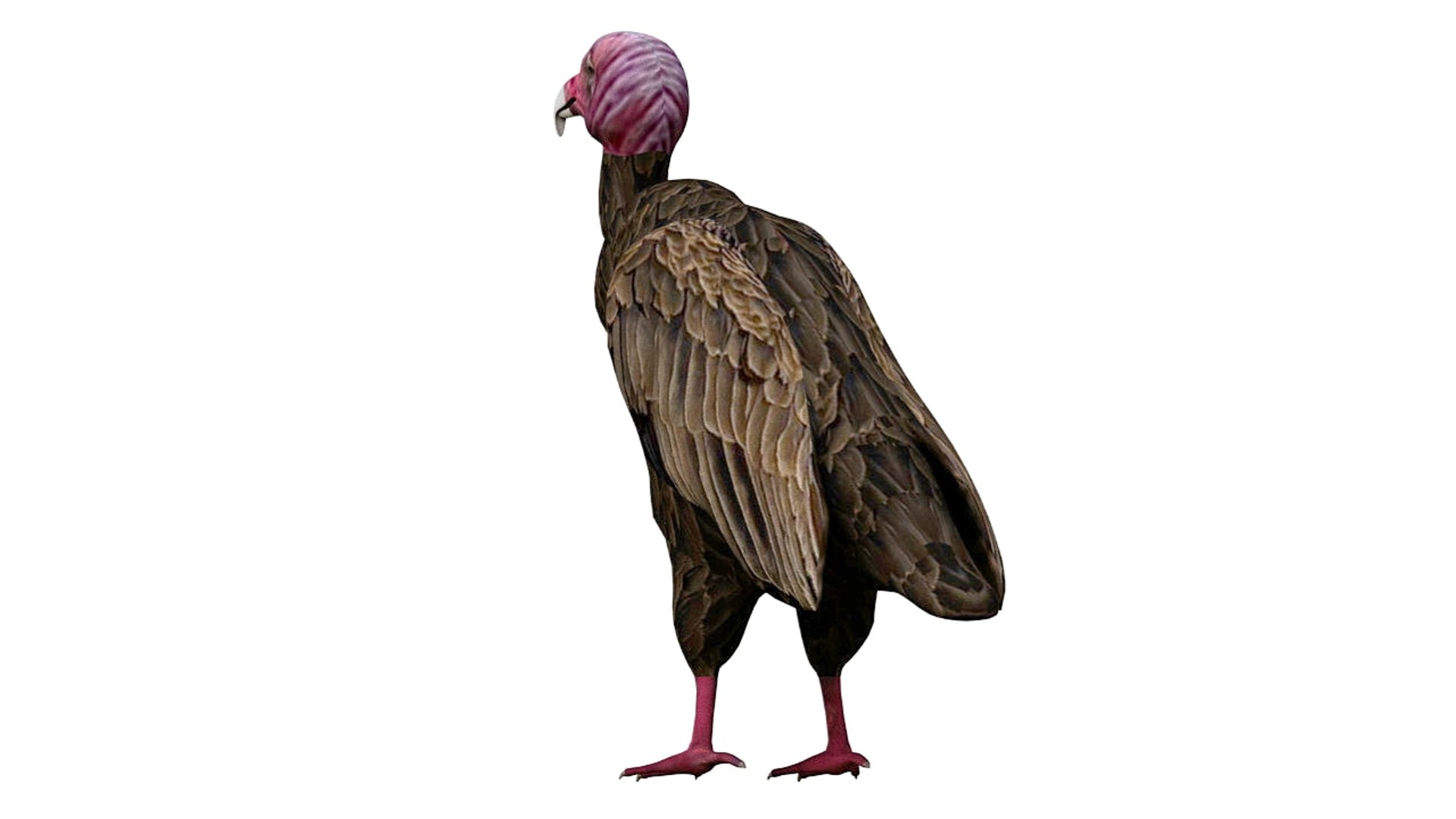 Vulture Bird Rigged 3D - TurboSquid 1653959