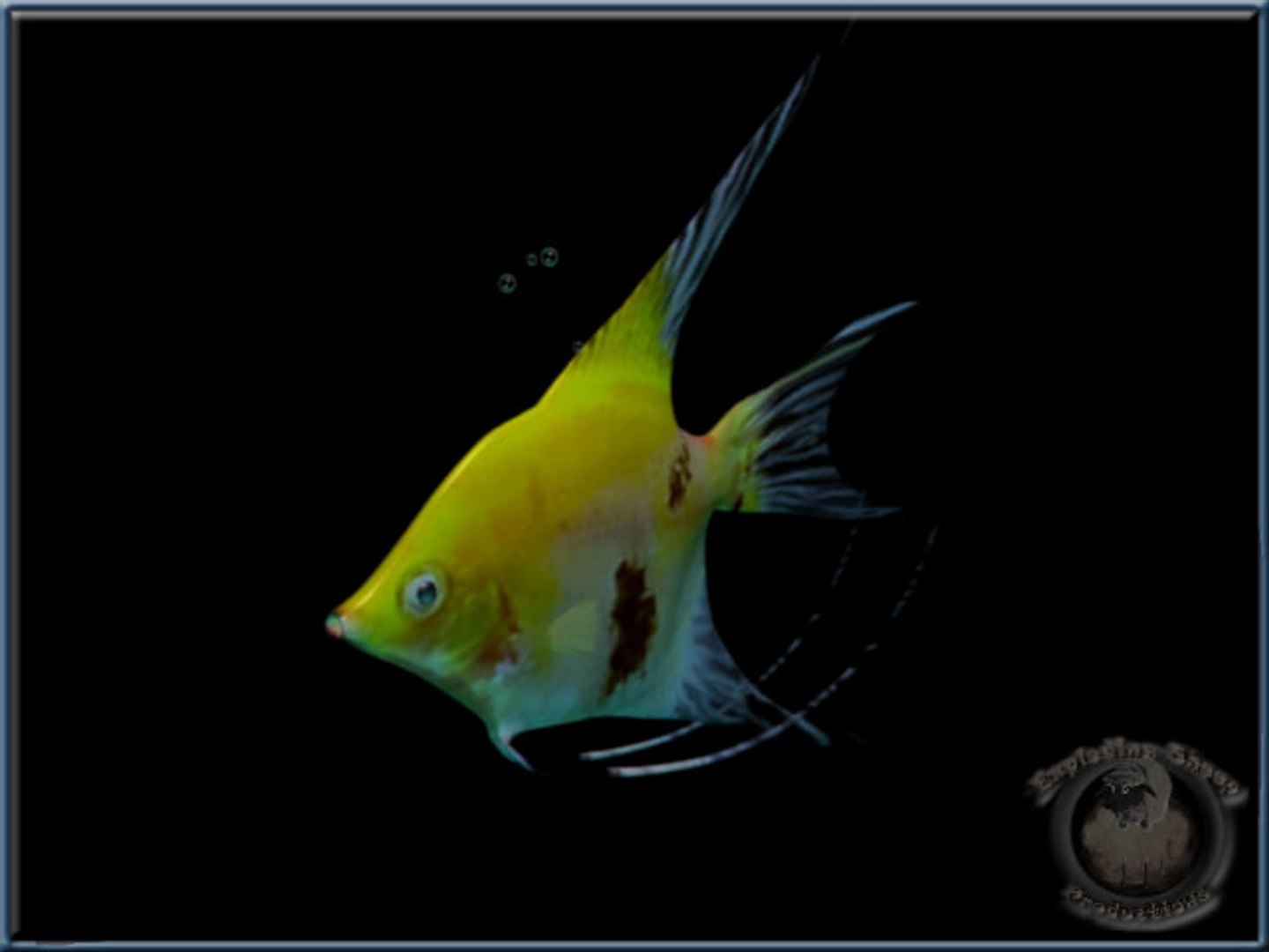 Angel-fish Animation Lwo