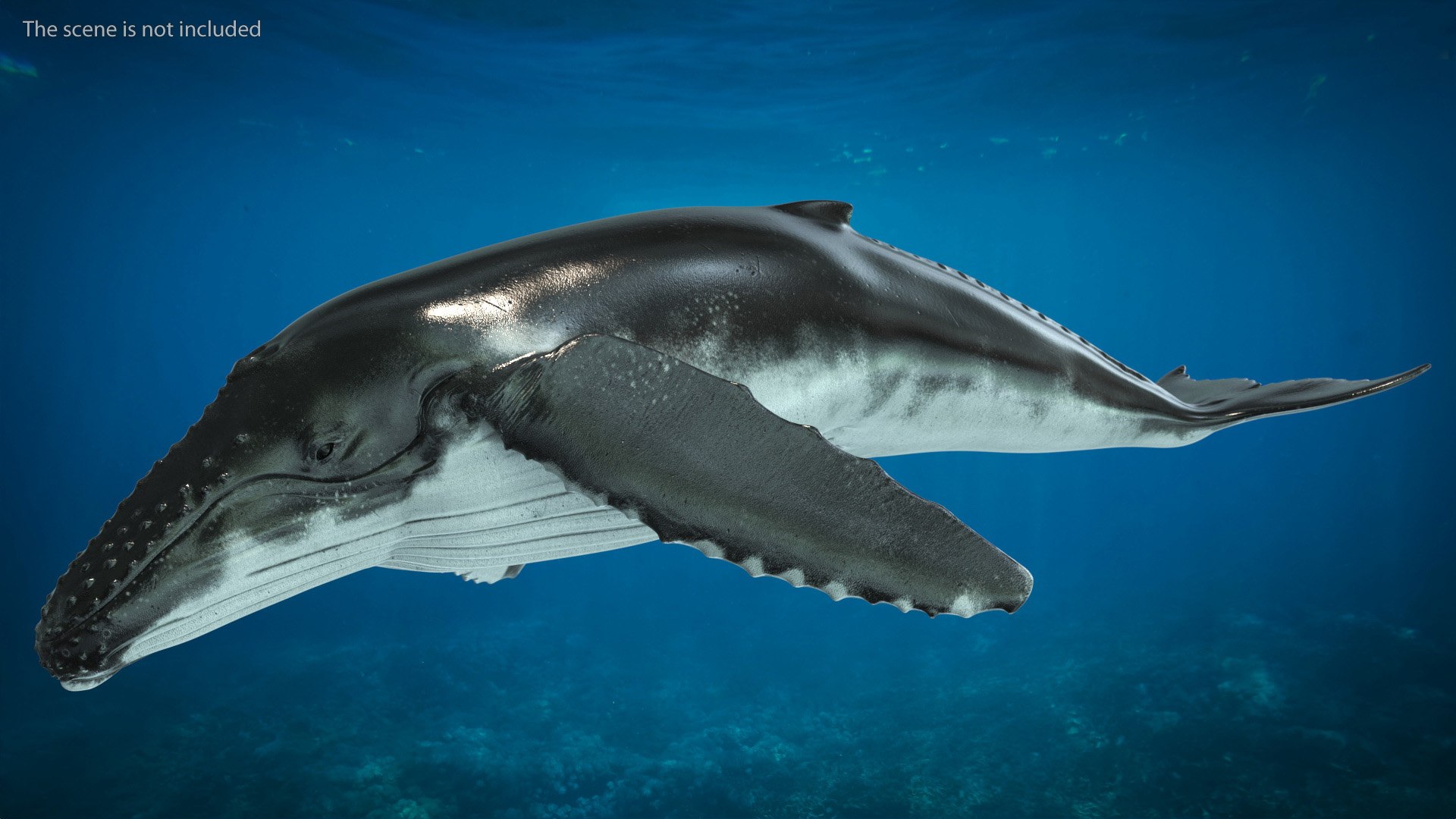 Humpback Whale Rigged For Cinema 4D Model - TurboSquid 2150023