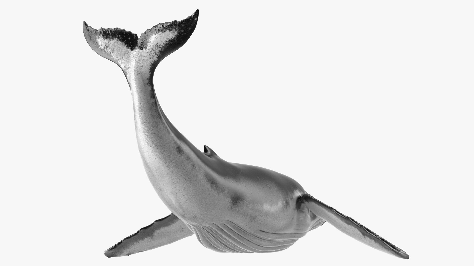 Humpback Whale Rigged For Cinema 4D Model - TurboSquid 2150023