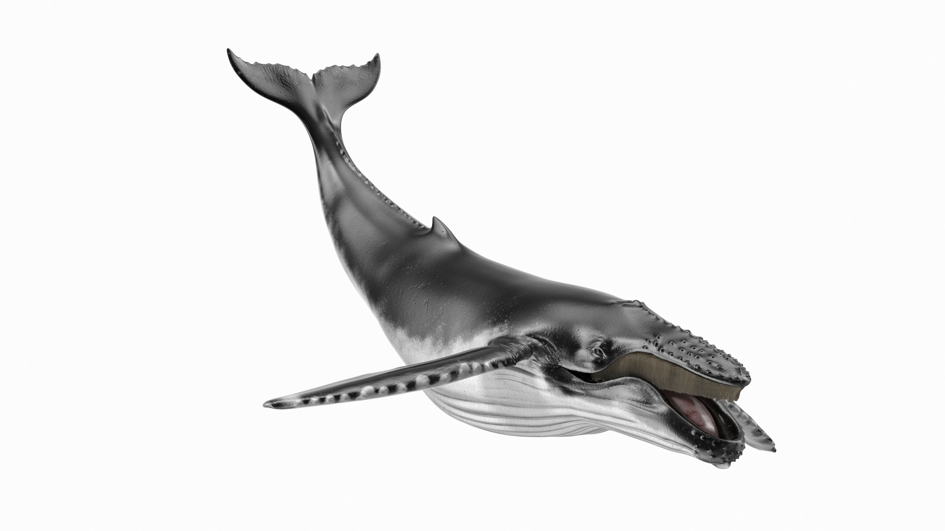 Humpback Whale Rigged For Cinema 4D Model - TurboSquid 2150023