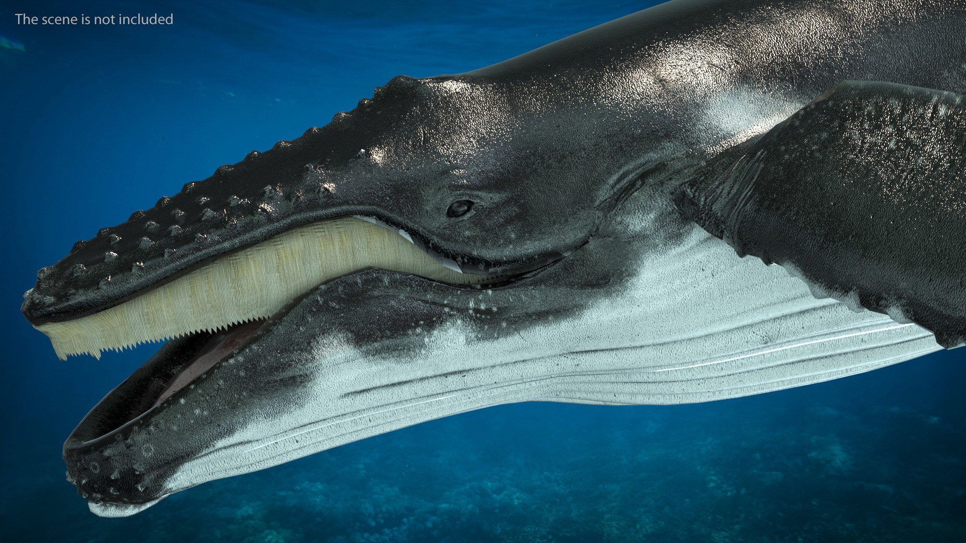 Humpback Whale Rigged For Cinema 4D Model - TurboSquid 2150023