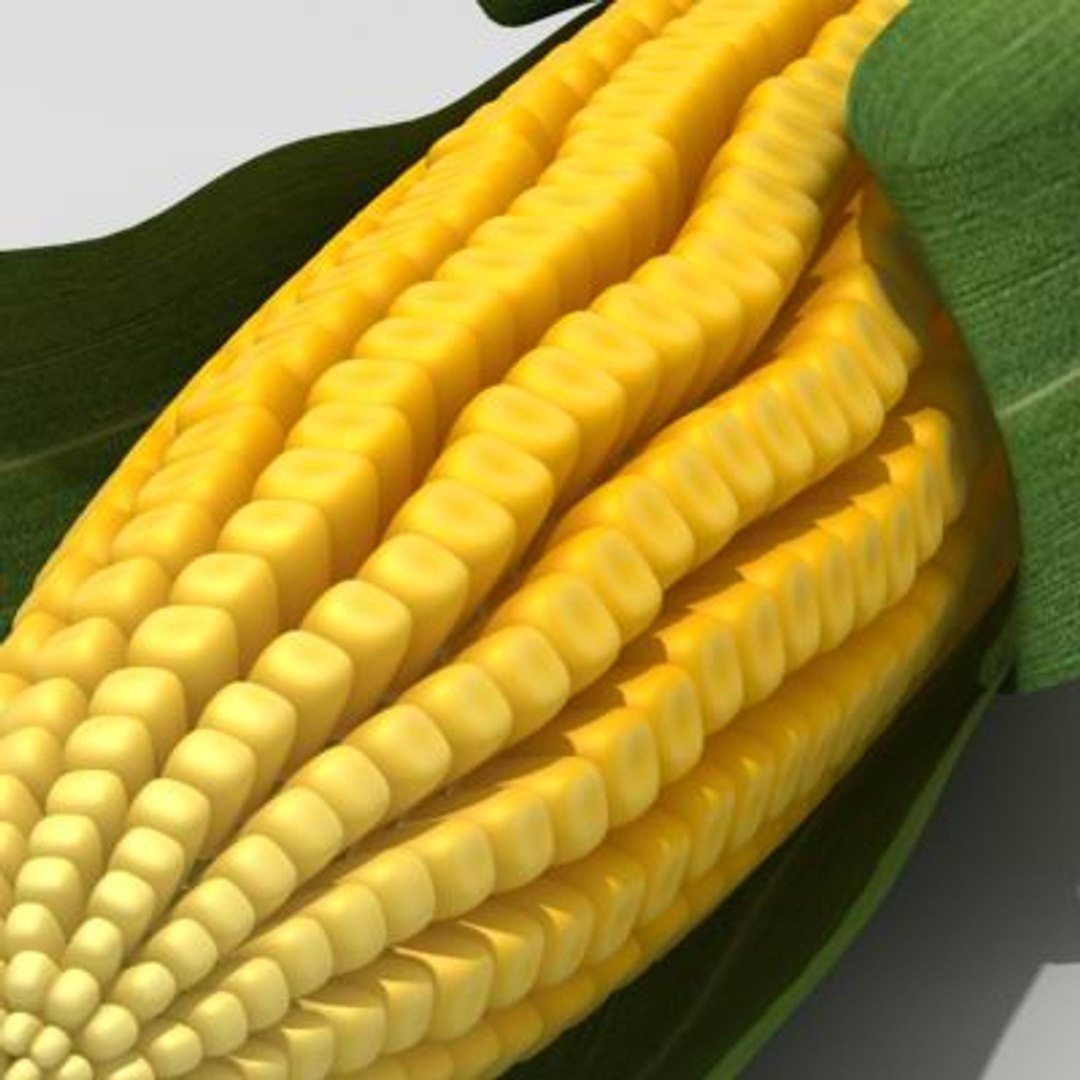 Corn Ear 3d Model