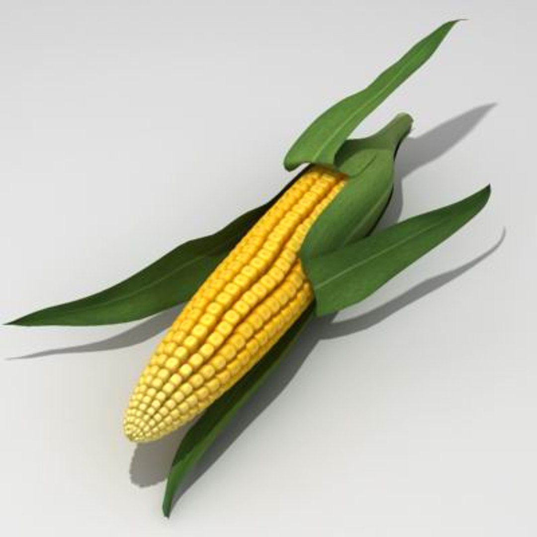 Corn Ear 3d Model