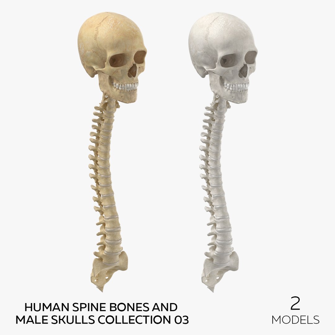 3D Human Spine Bones and Male Skulls Collection 03 - 2 models ...