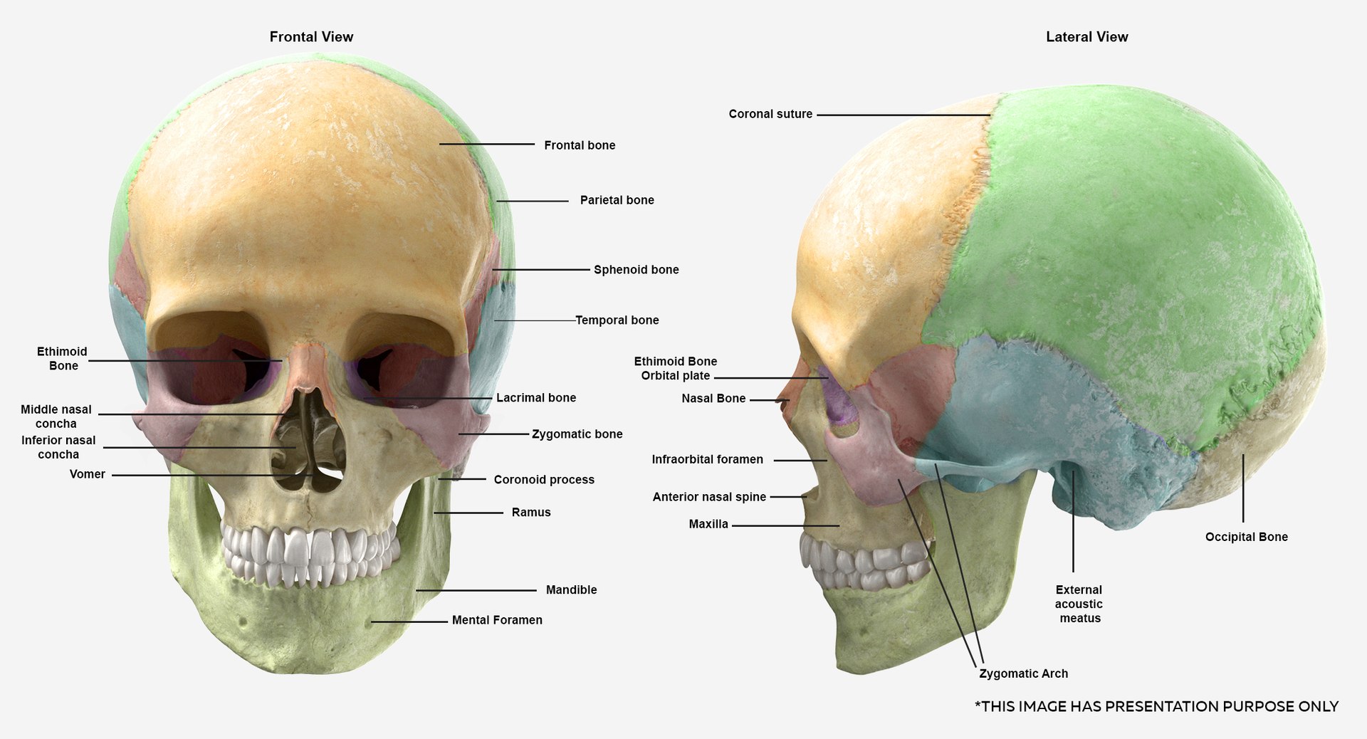 3D Human Spine Bones and Male Skulls Collection 03 - 2 models ...