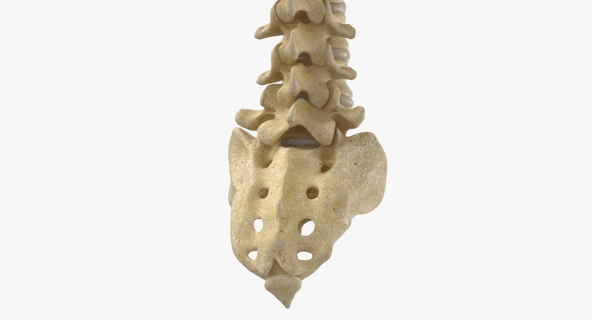 3D Human Spine Bones and Male Skulls Collection 03 - 2 models ...