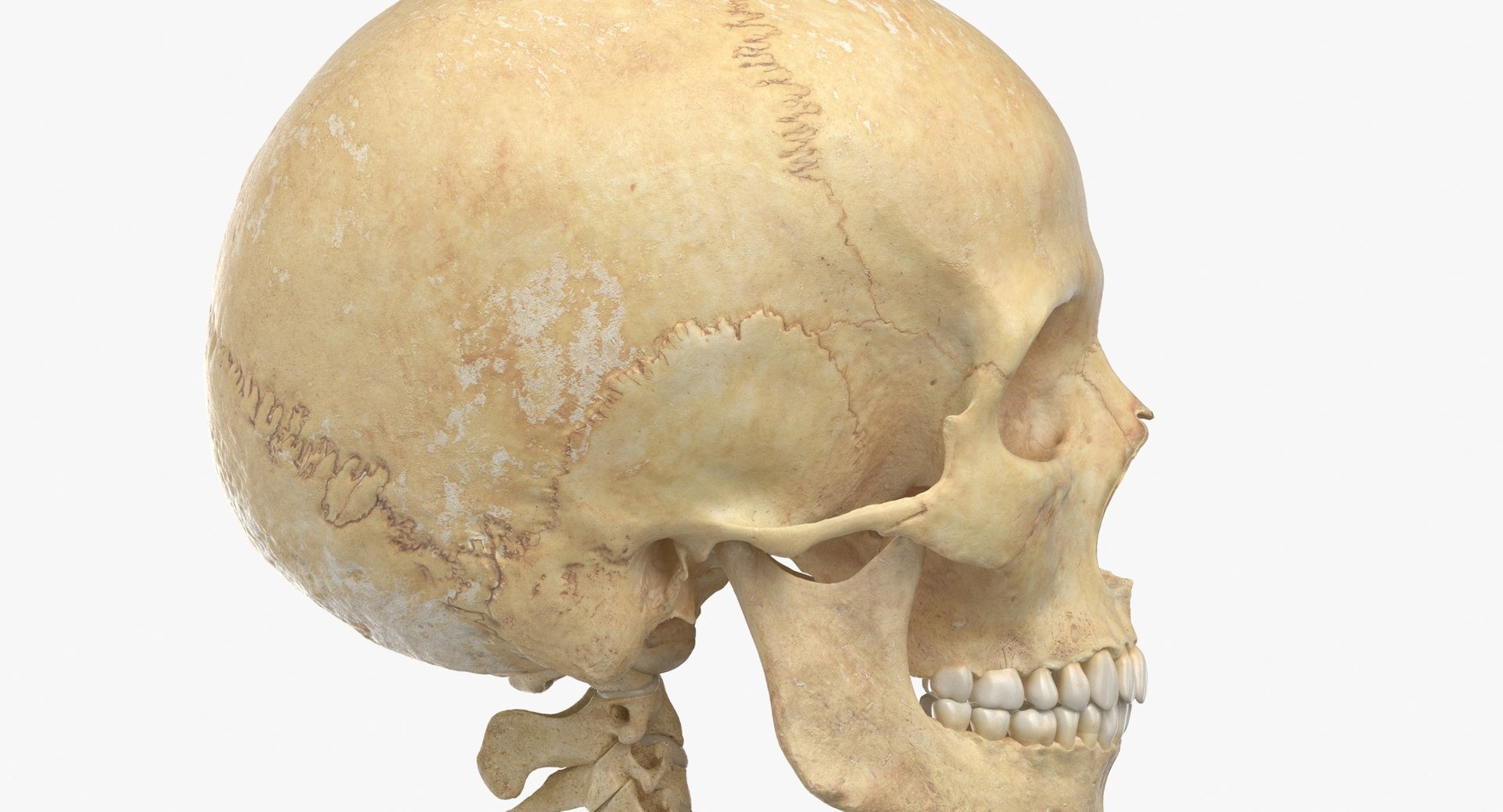 3D Human Spine Bones and Male Skulls Collection 03 - 2 models ...