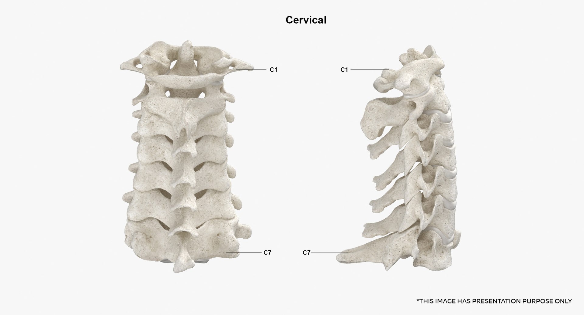 3D Human Spine Bones and Male Skulls Collection 03 - 2 models ...