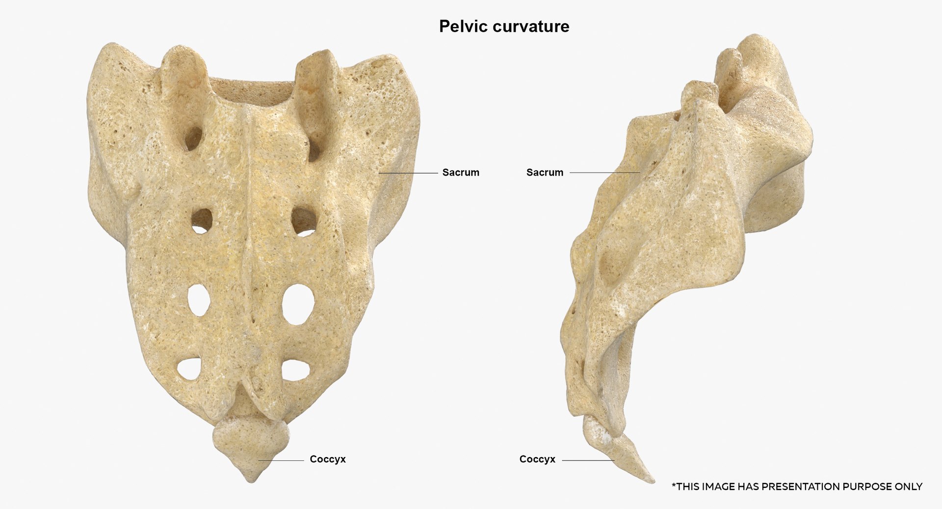 3D Human Spine Bones and Male Skulls Collection 03 - 2 models ...