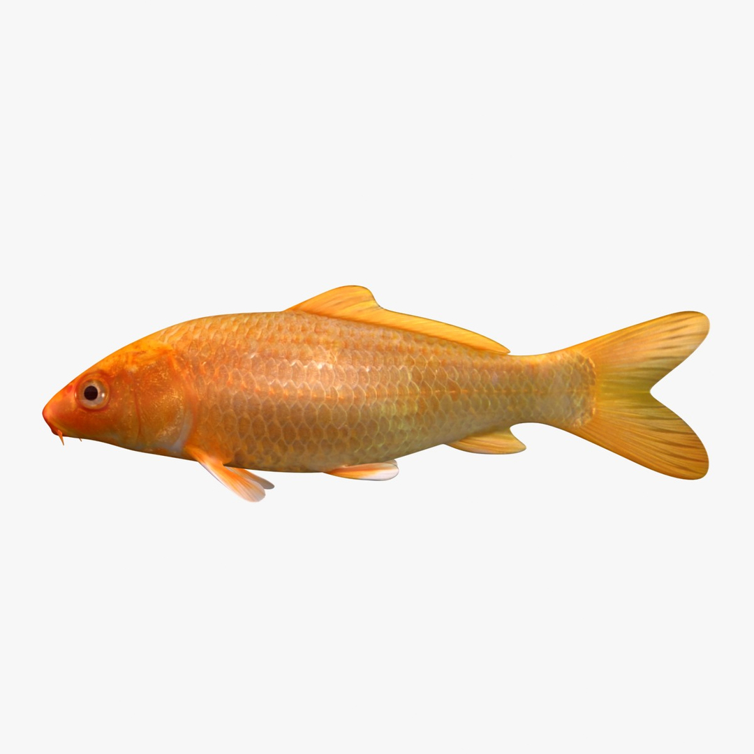 3D Koi Fish Scanline Model | 1142865 | TurboSquid