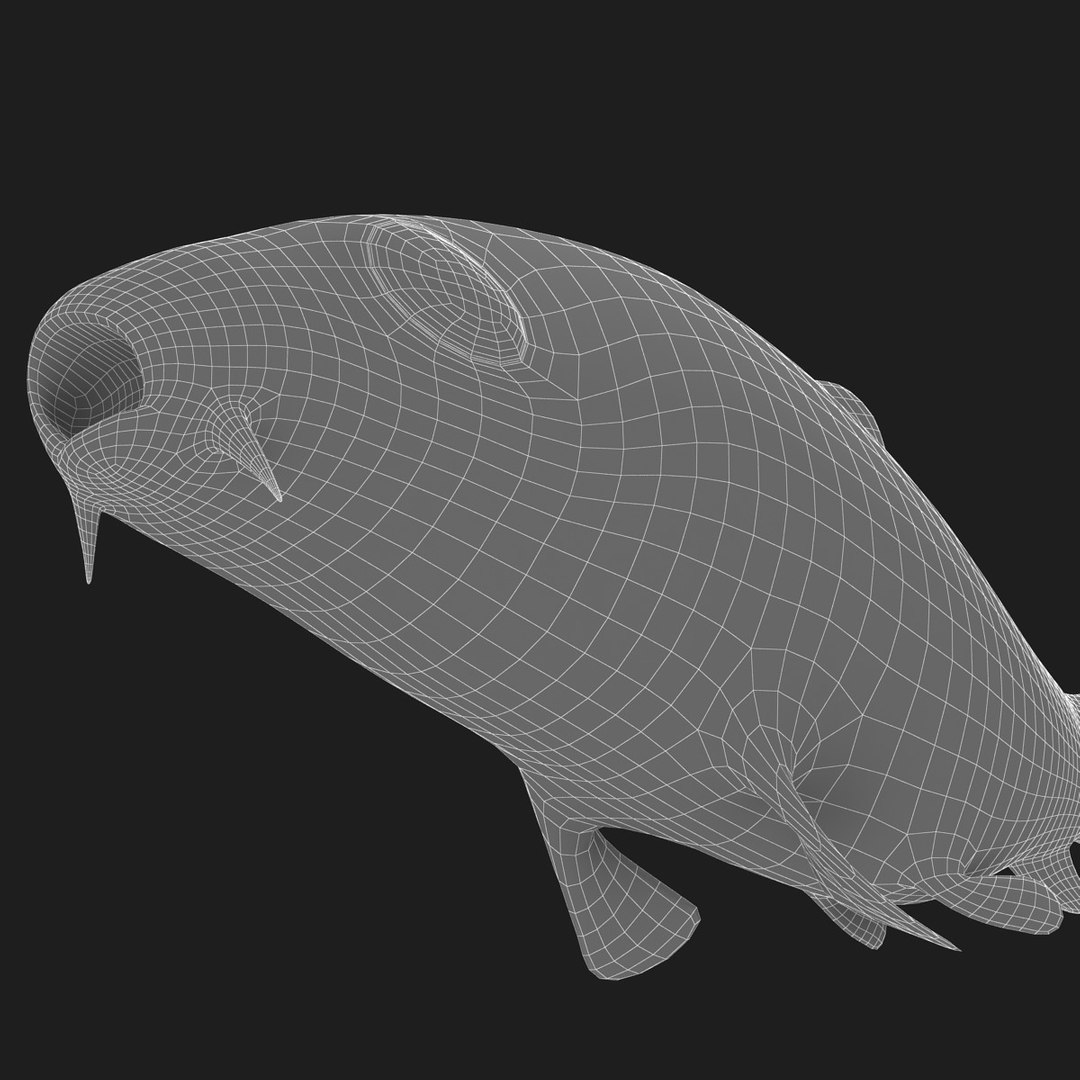 3D Koi Fish Scanline Model | 1142865 | TurboSquid