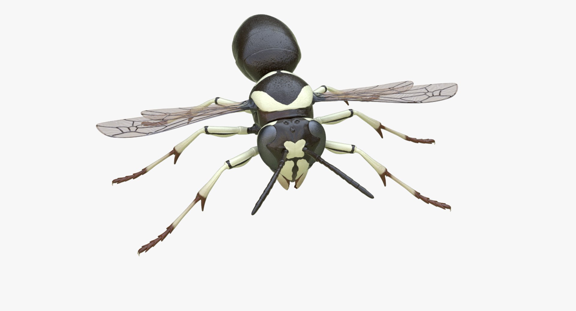 Bald Faced Hornet 3D Model - TurboSquid 1291778
