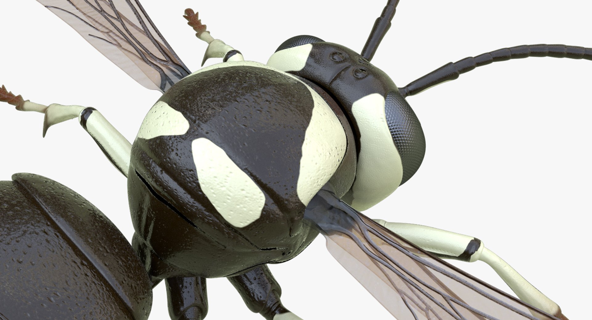 Bald Faced Hornet 3D Model - TurboSquid 1291778