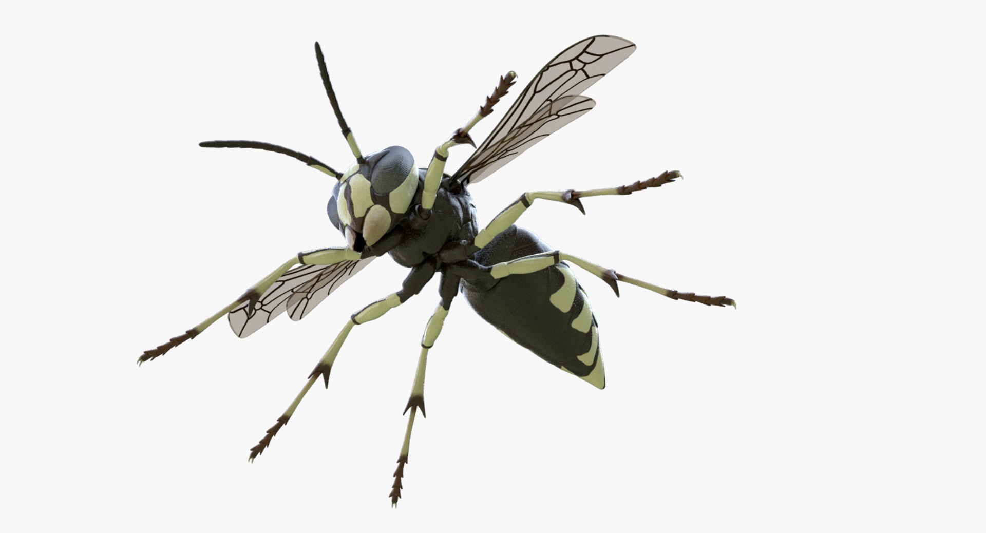 Bald Faced Hornet 3D Model - TurboSquid 1291778