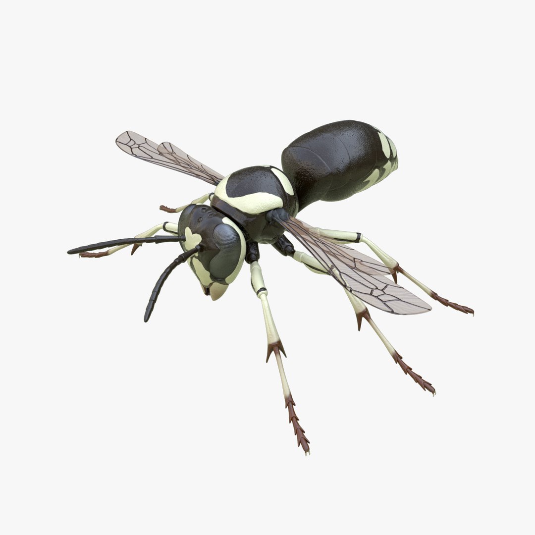 Bald Faced Hornet 3D Model - TurboSquid 1291778