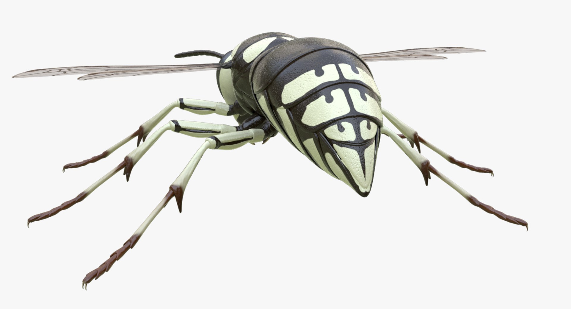 Bald Faced Hornet 3D Model - TurboSquid 1291778