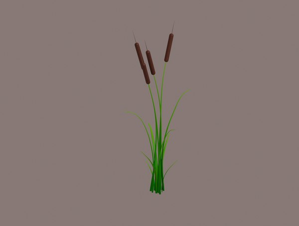 Cattail model - TurboSquid 1757214